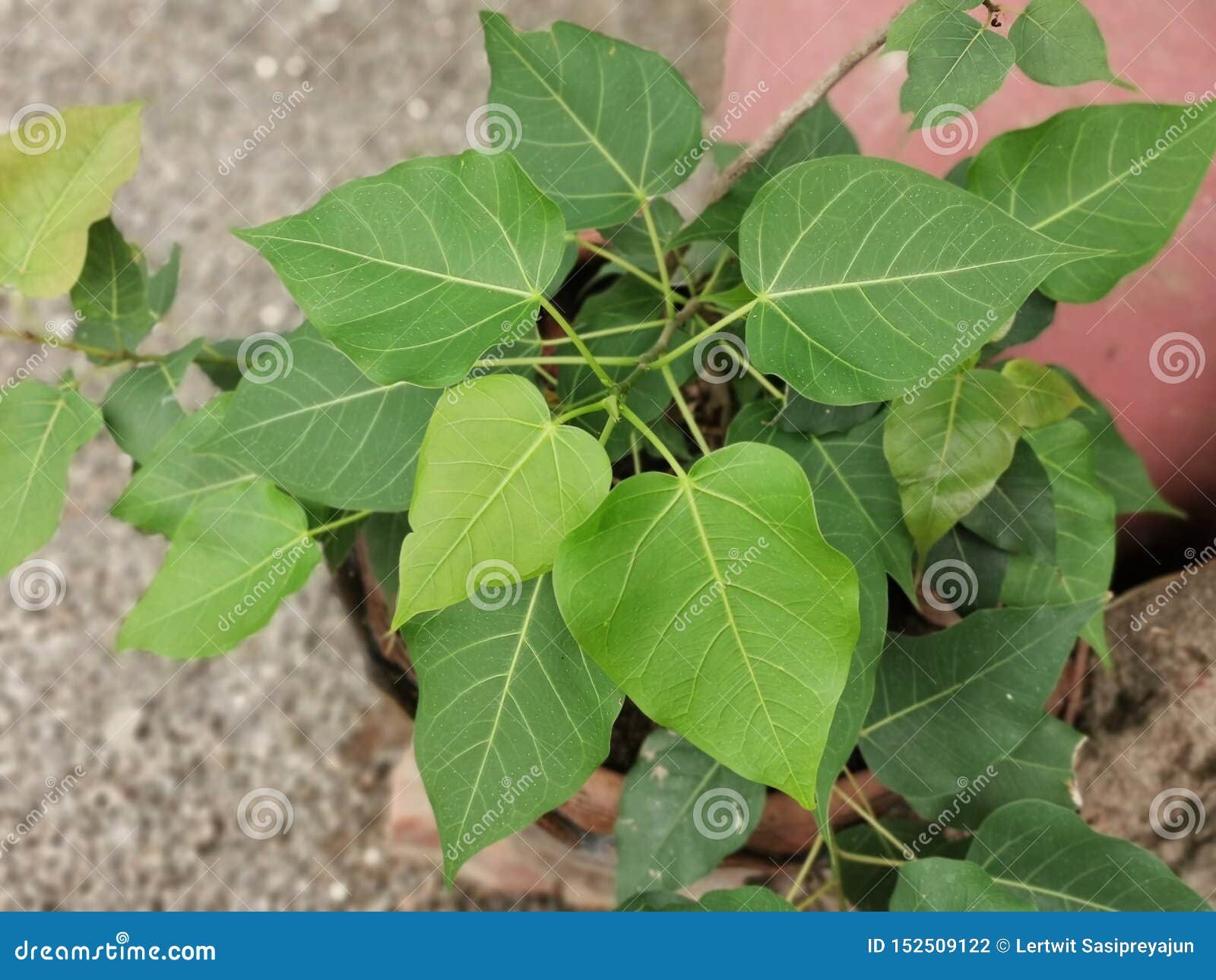 Bo Tree, Symbolic Tree Related To Buddhist Stock Photo - Image of plant ...