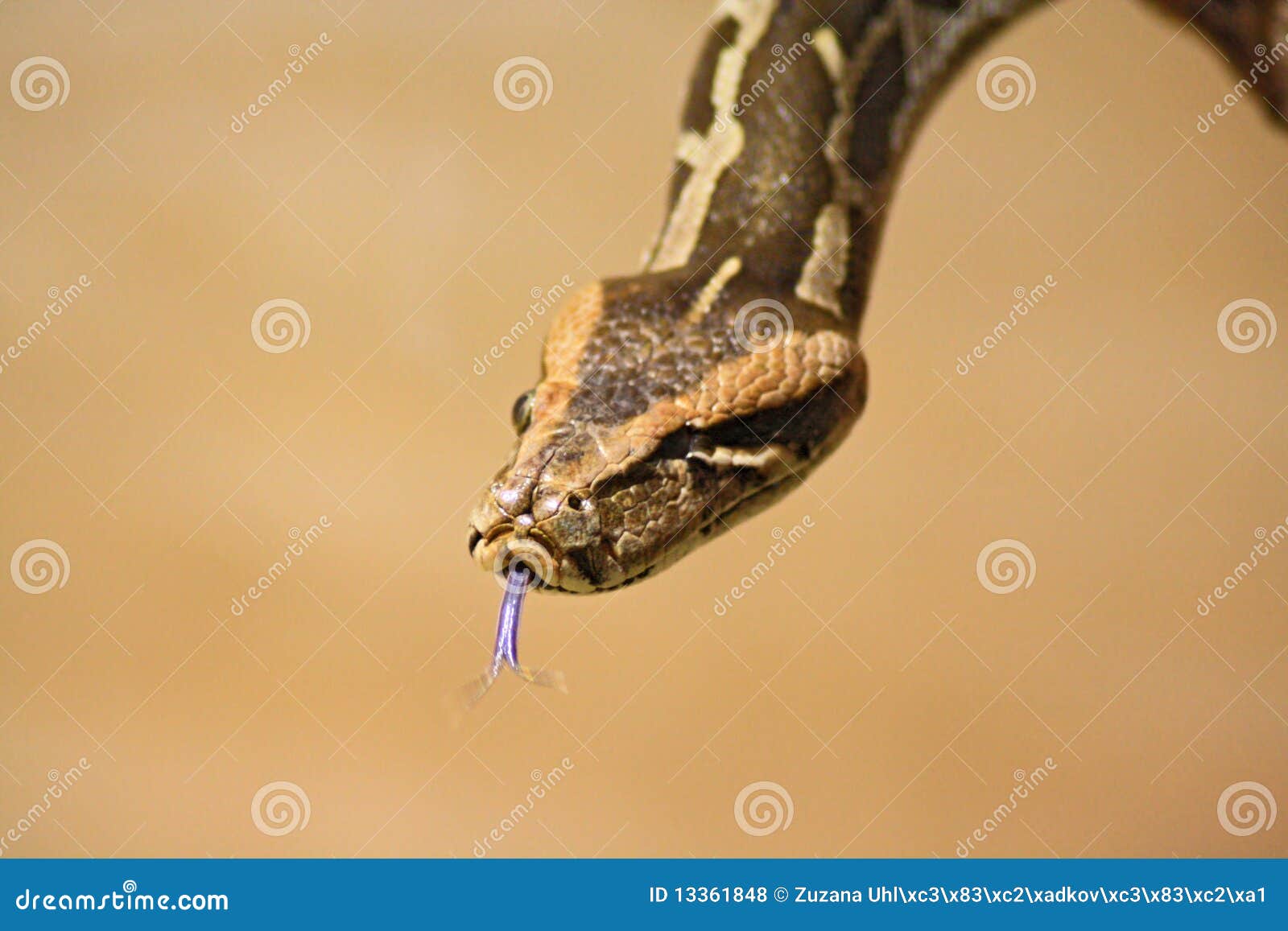Boa stock photo. Image of hunting, drooping, reptile - 13361848