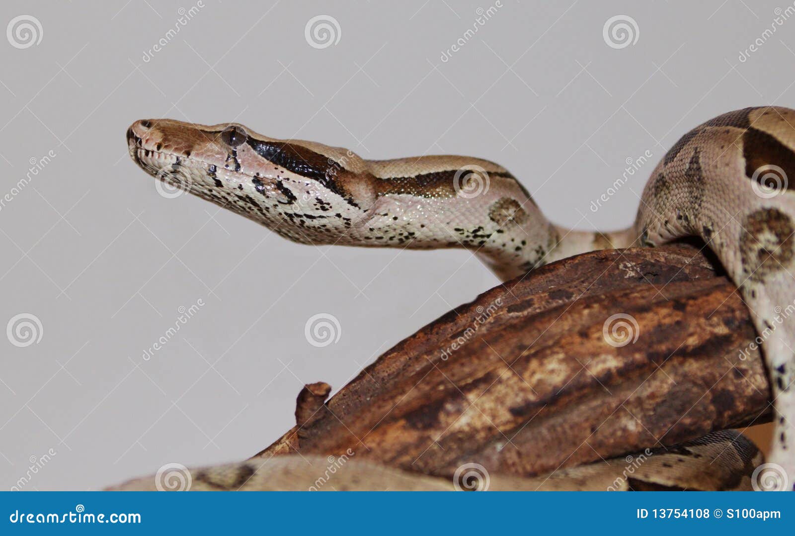Boa stock photo. Image of grip, suffocate, camouflage - 13754108