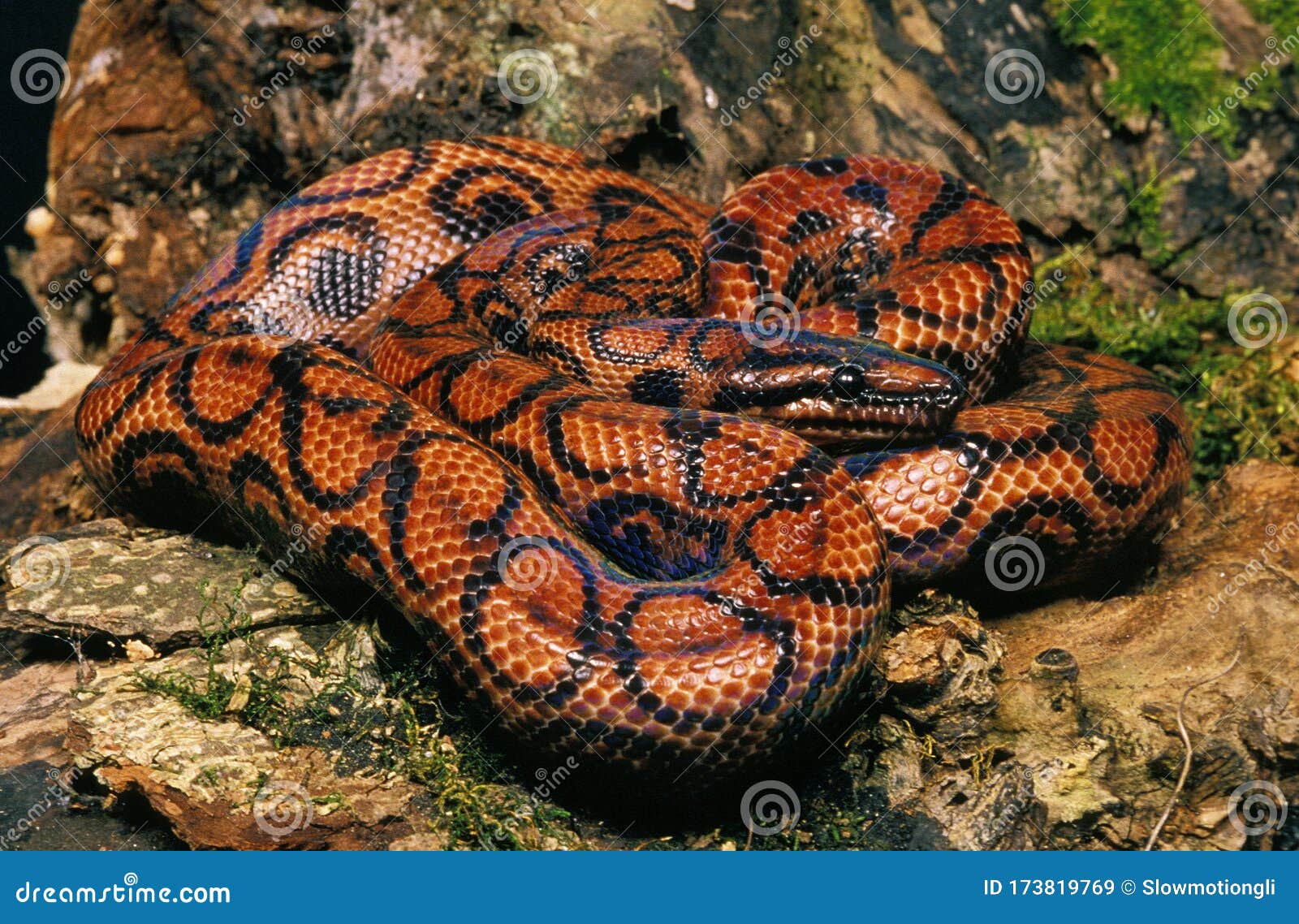 BOA ARC EN CIEL Epicrates Cenchria Stock Image - Image of wildlife ...