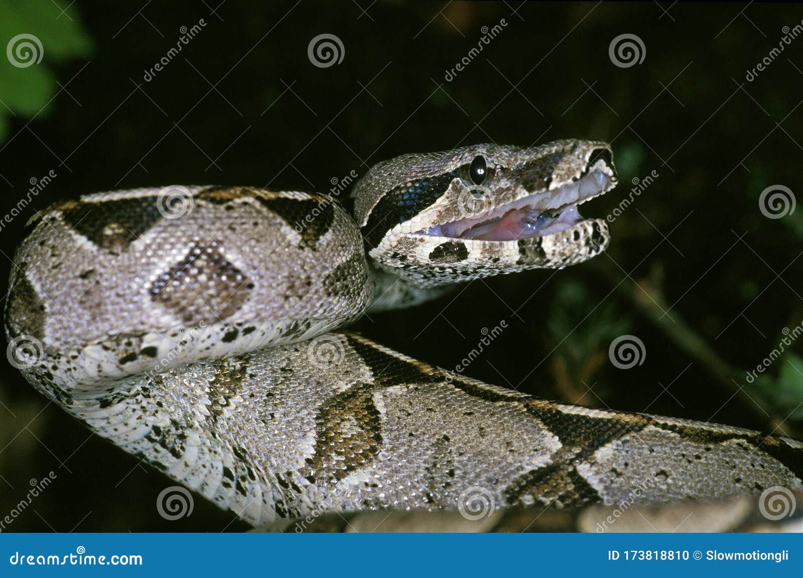BOA CONSTRICTEUR Boa Constrictor Stock Photo - Image of wildlife, south ...