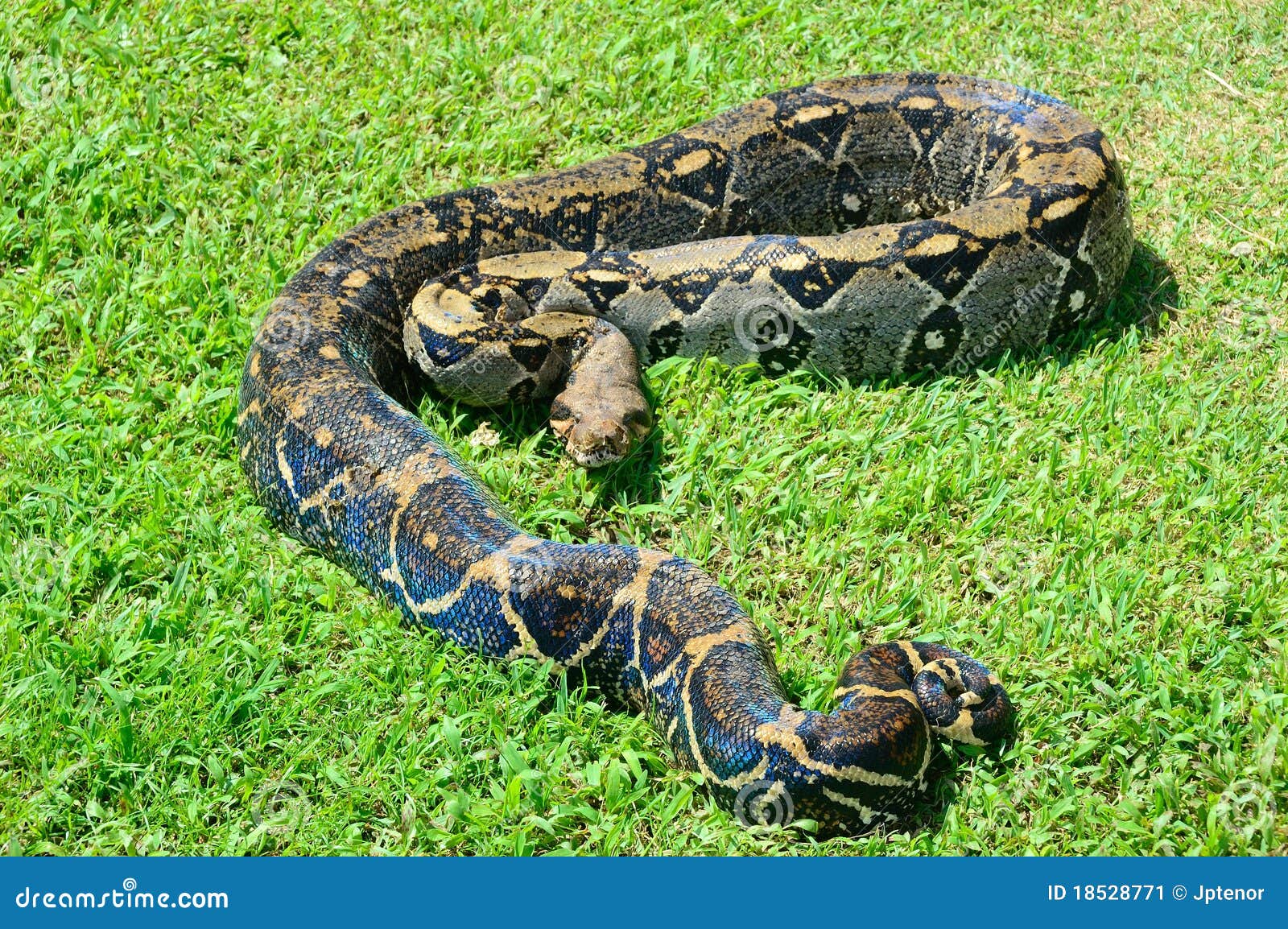 Boa Constrictor stock image. Image of wildlife, reptile - 18528771