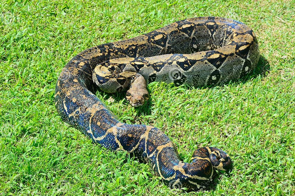 Boa Constrictor stock image. Image of wildlife, reptile - 18528771