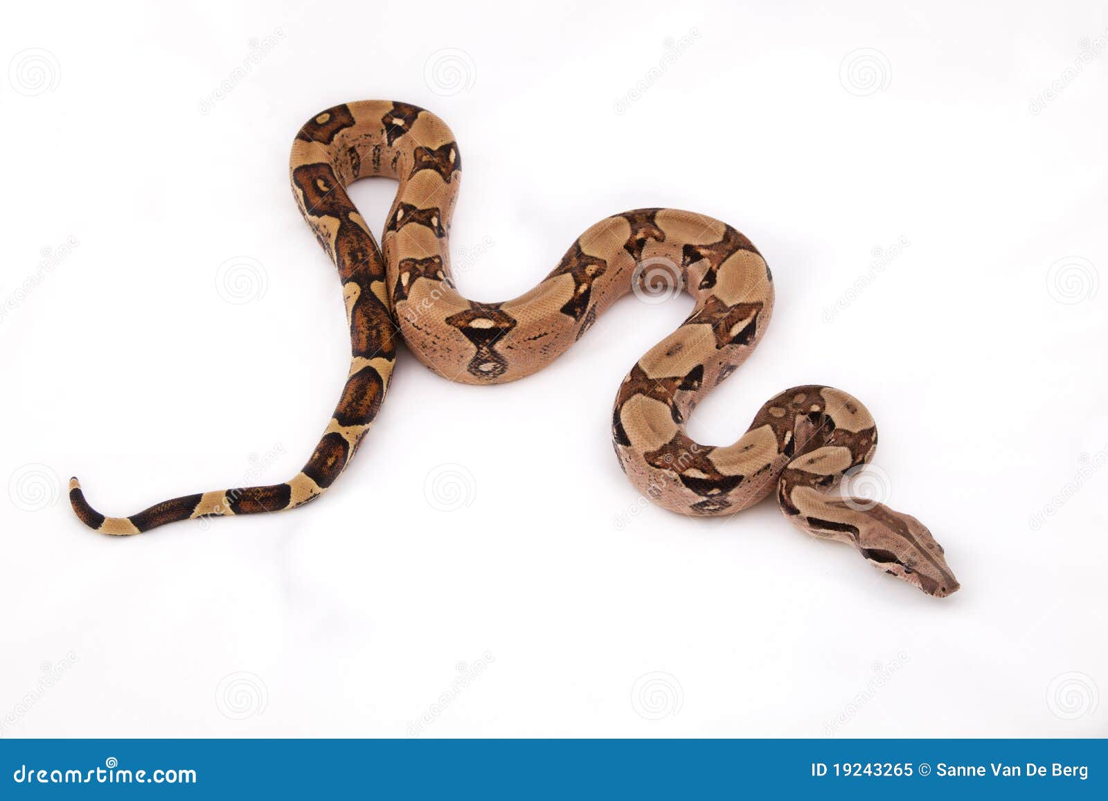 Boa constrictor stock image. Image of constrictor, scales - 19243265