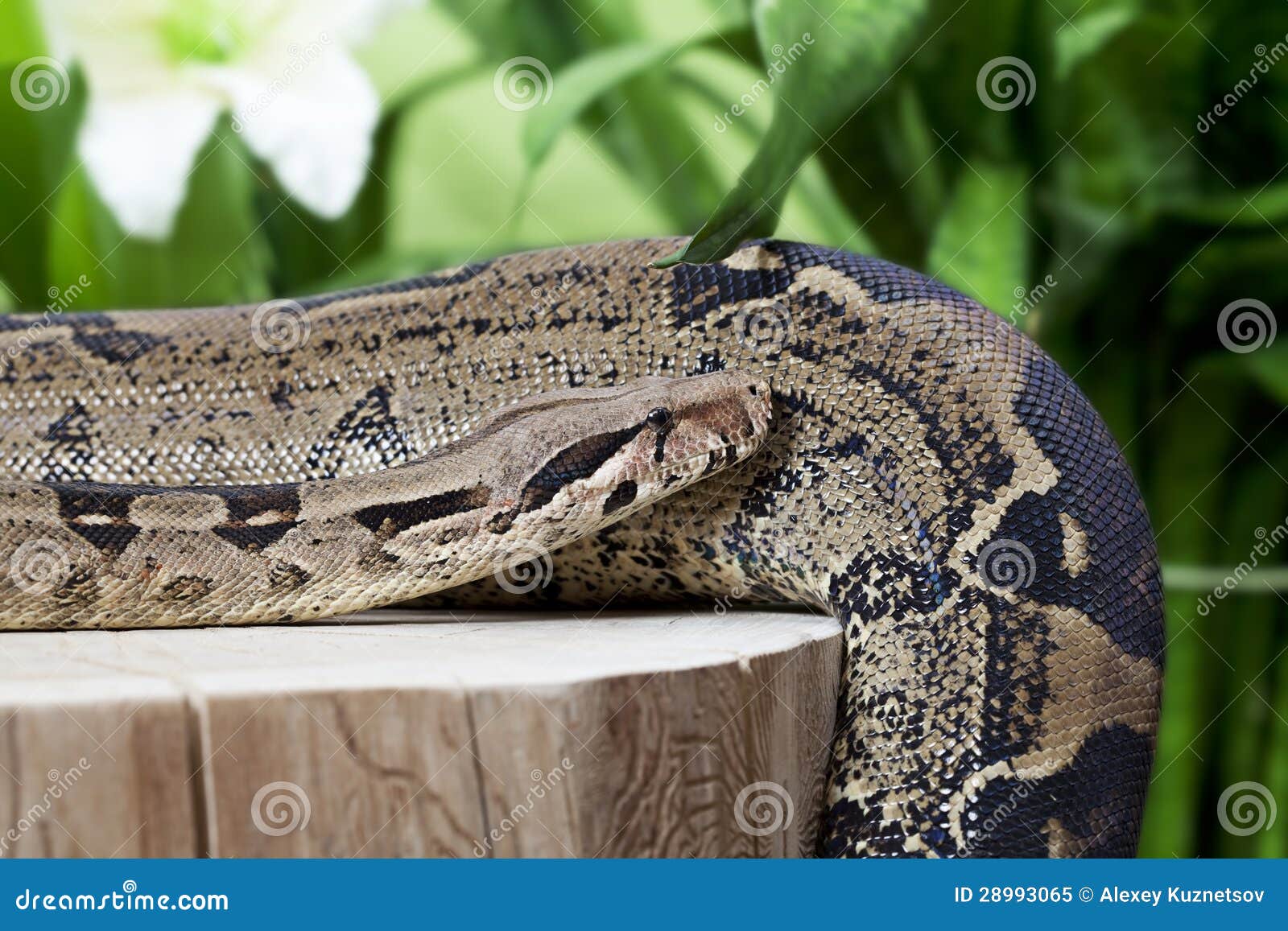 Boa Constrictor stock image. Image of serpent, natural - 28993065