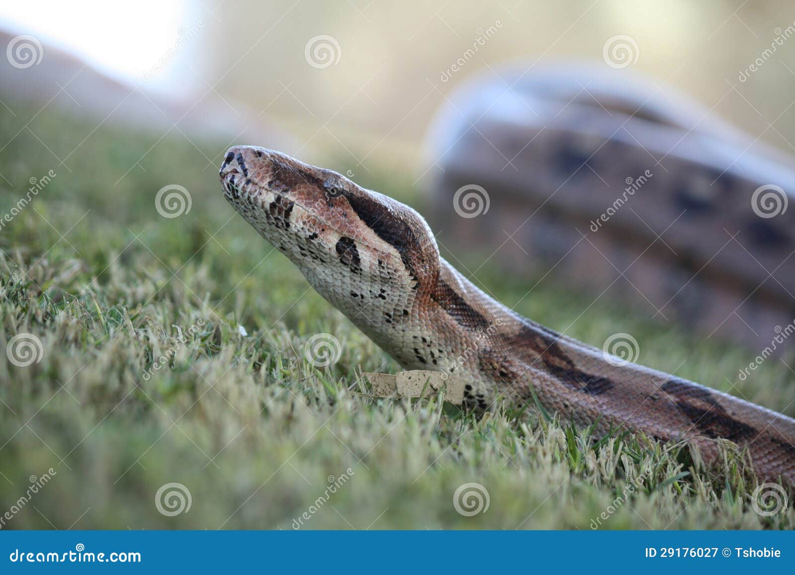 Boa Constrictor stock image. Image of green, brown, constrictor - 29176027