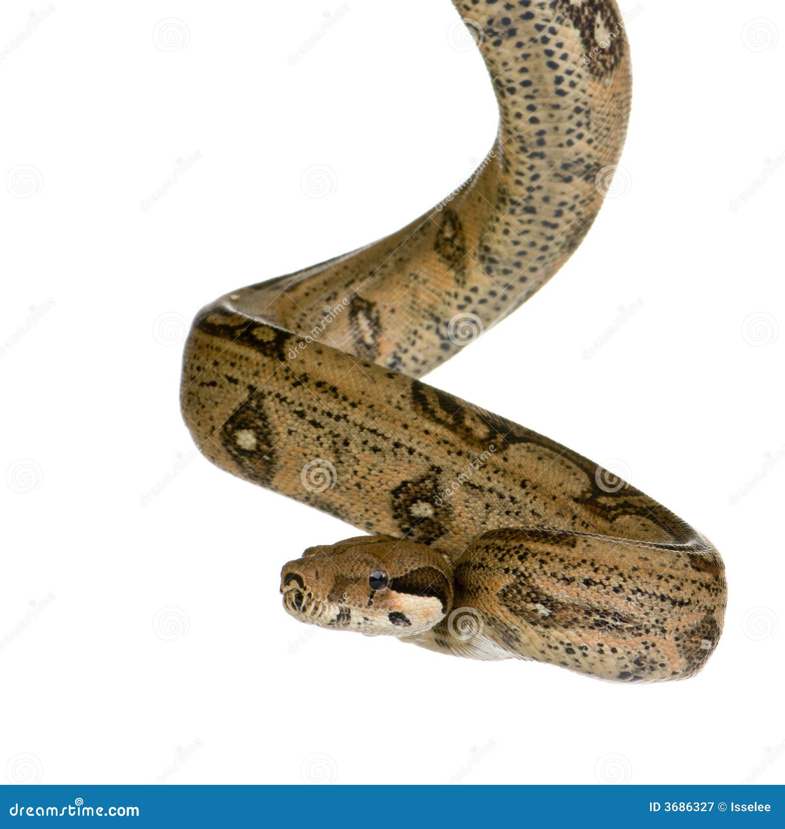 Boa constrictor stock image. Image of wildlife, coldblooded - 3686327