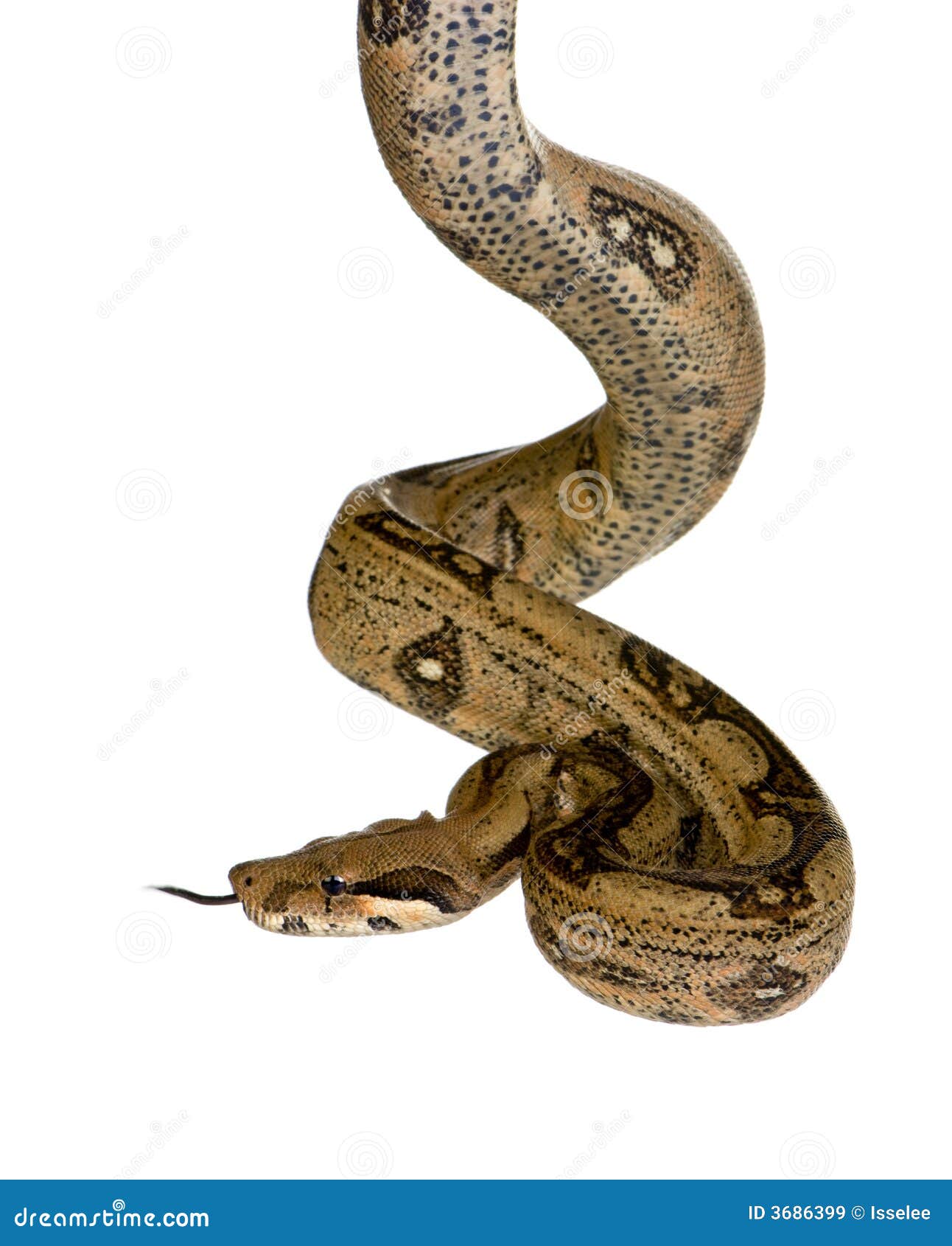 Boa constrictor stock image. Image of serpentine, reptilian - 3686399