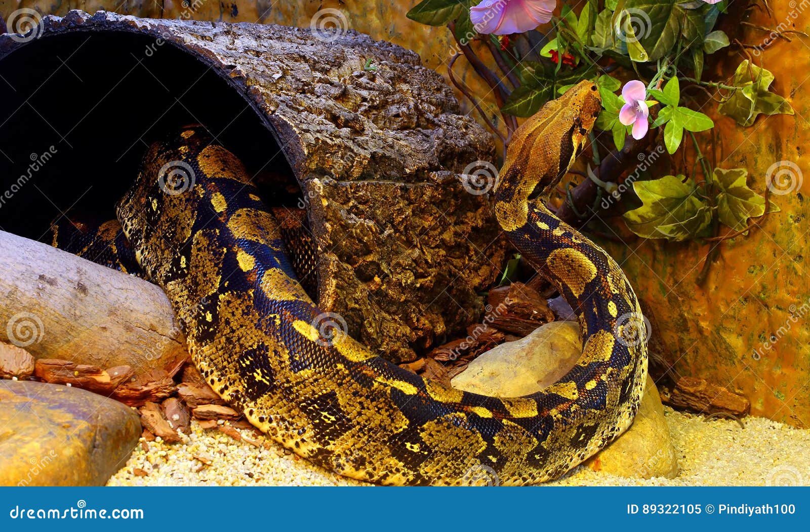 Boa constrictor immagine stock. Immagine di restringitore - 89322105