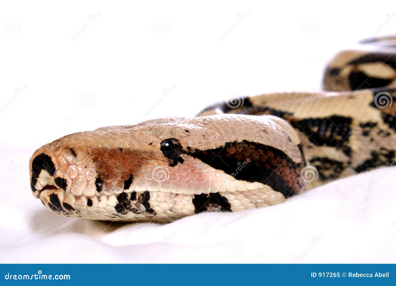 Boa Constrictor stock image. Image of serpent, fangs, pets - 917265