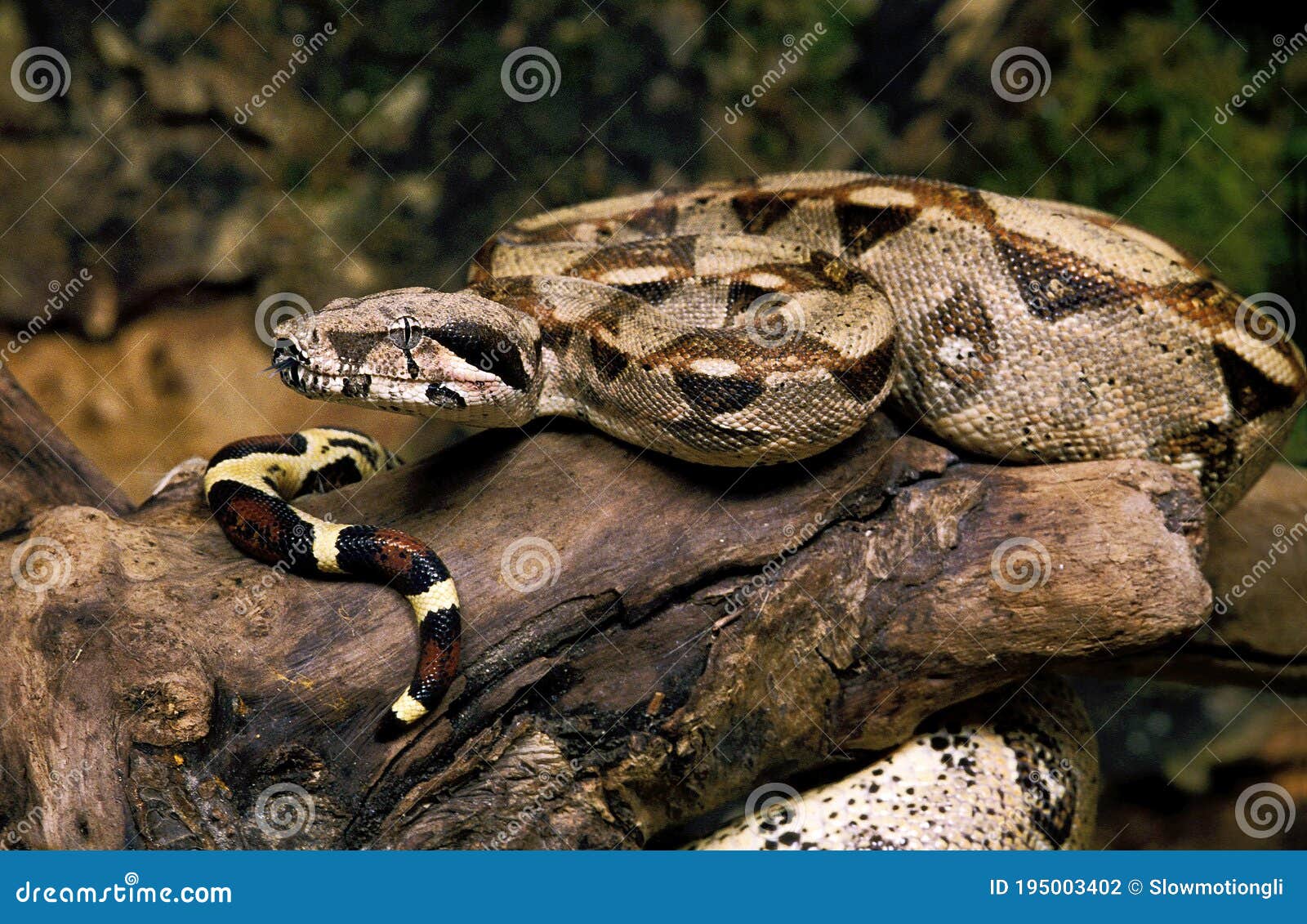 BOA CONSTRICTOR Boa Constrictor, ADULT Stock Photo - Image of reptile ...