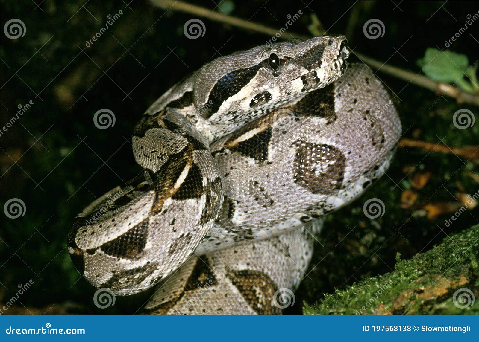 Boa Constrictor, Boa Constrictor, Adult Stock Photo - Image of outdoor ...