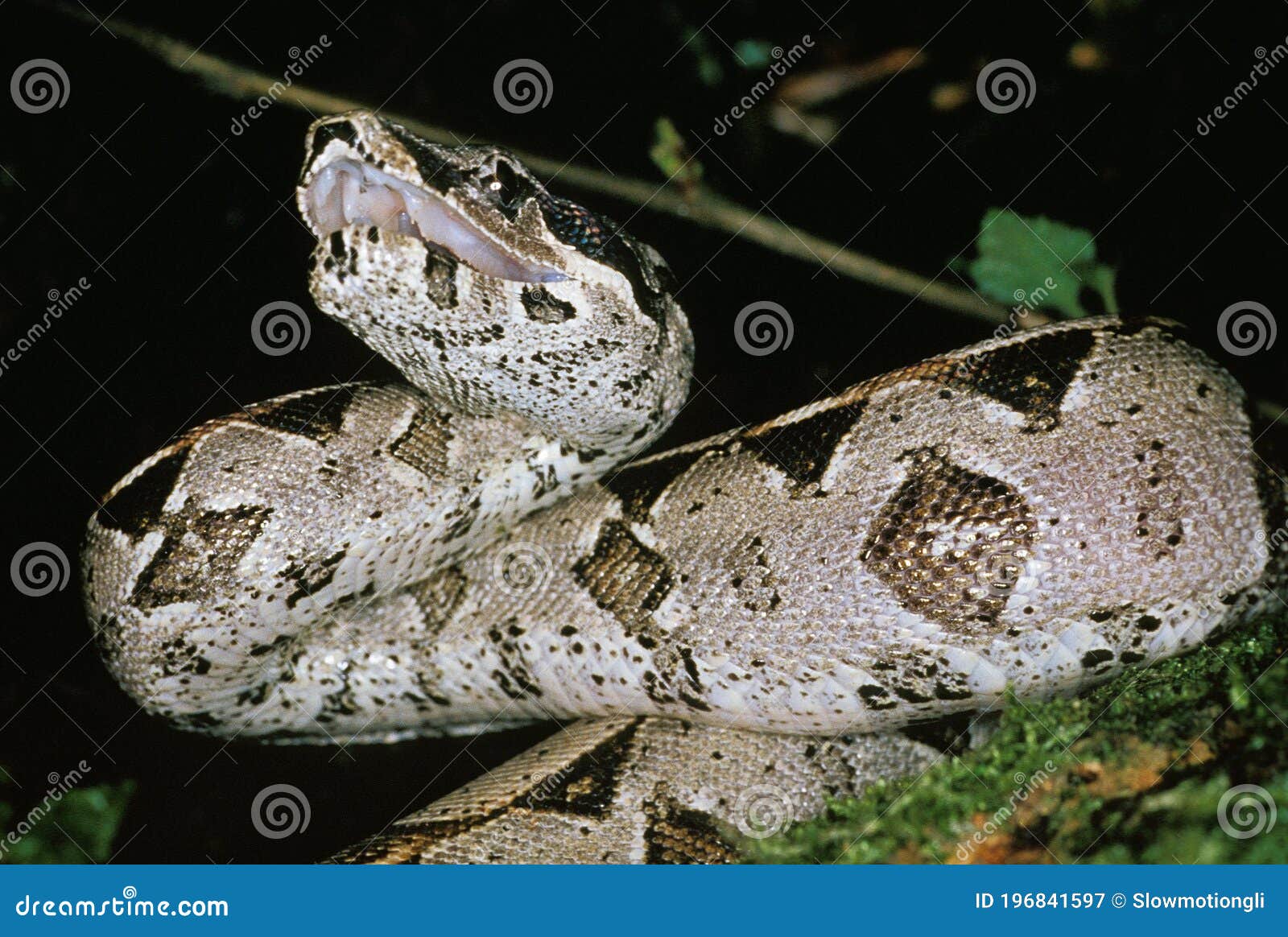 Boa Constrictor, Boa Constrictor, Adult with Open Mouth, Defensive ...