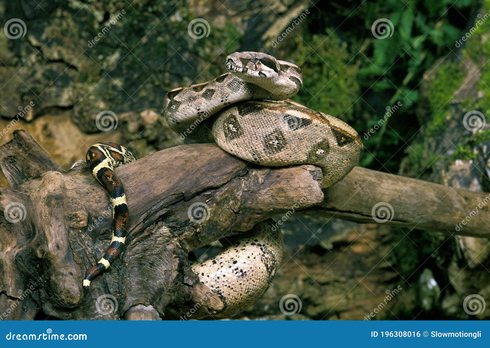 Boa Constrictor, Boa Constrictor, Adult Standing on Branch Stock Photo ...