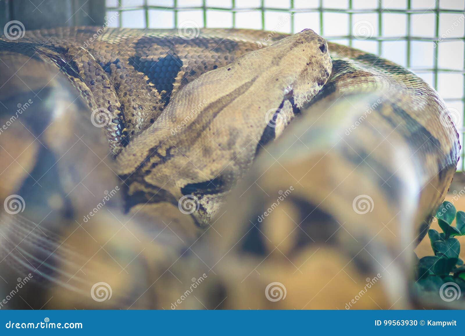 The Boa Constrictor, Also Called the Red-tailed Boa or the Common Boa ...
