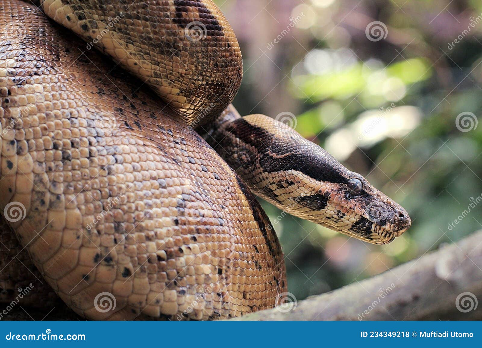 Boa Constrictor Also Called the Red-tailed Boa or the Common Boa Stock ...