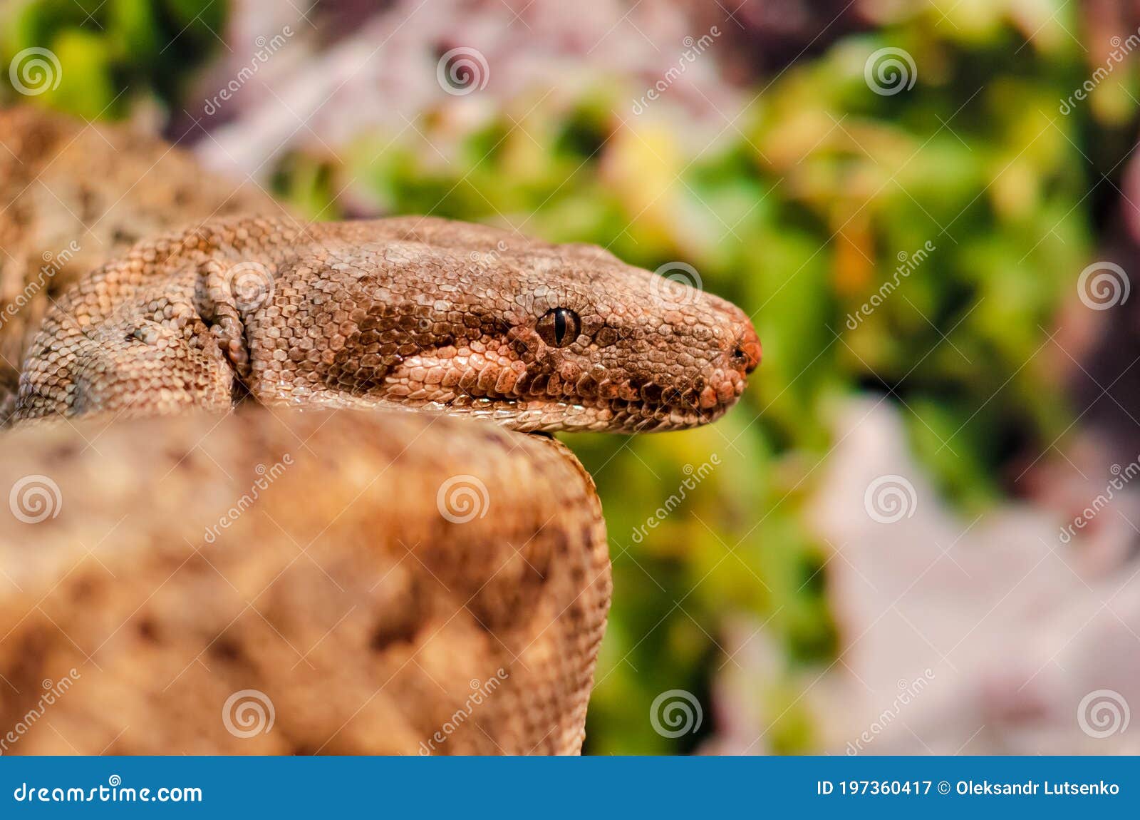 The Boa Constrictor Boa Constrictor, Also Called The Red-tailed Boa Or ...