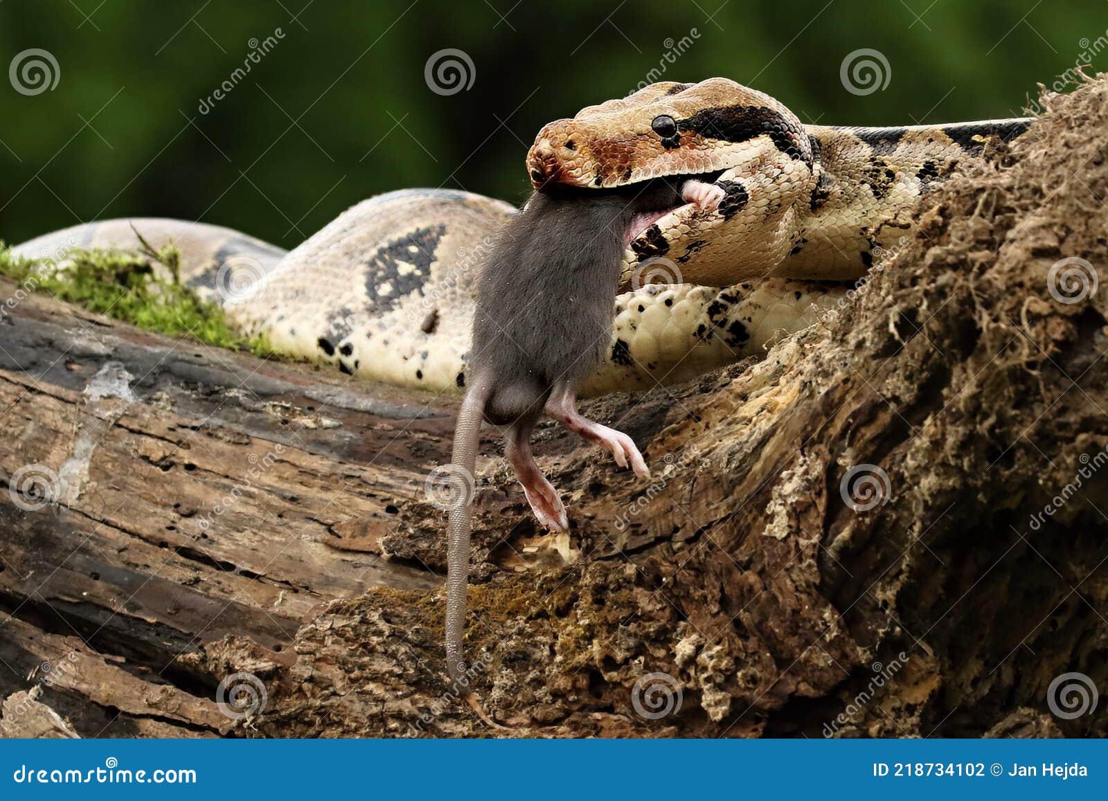 The Boa Constrictor Boa Constrictor, Also Called the Red-tailed Boa or ...