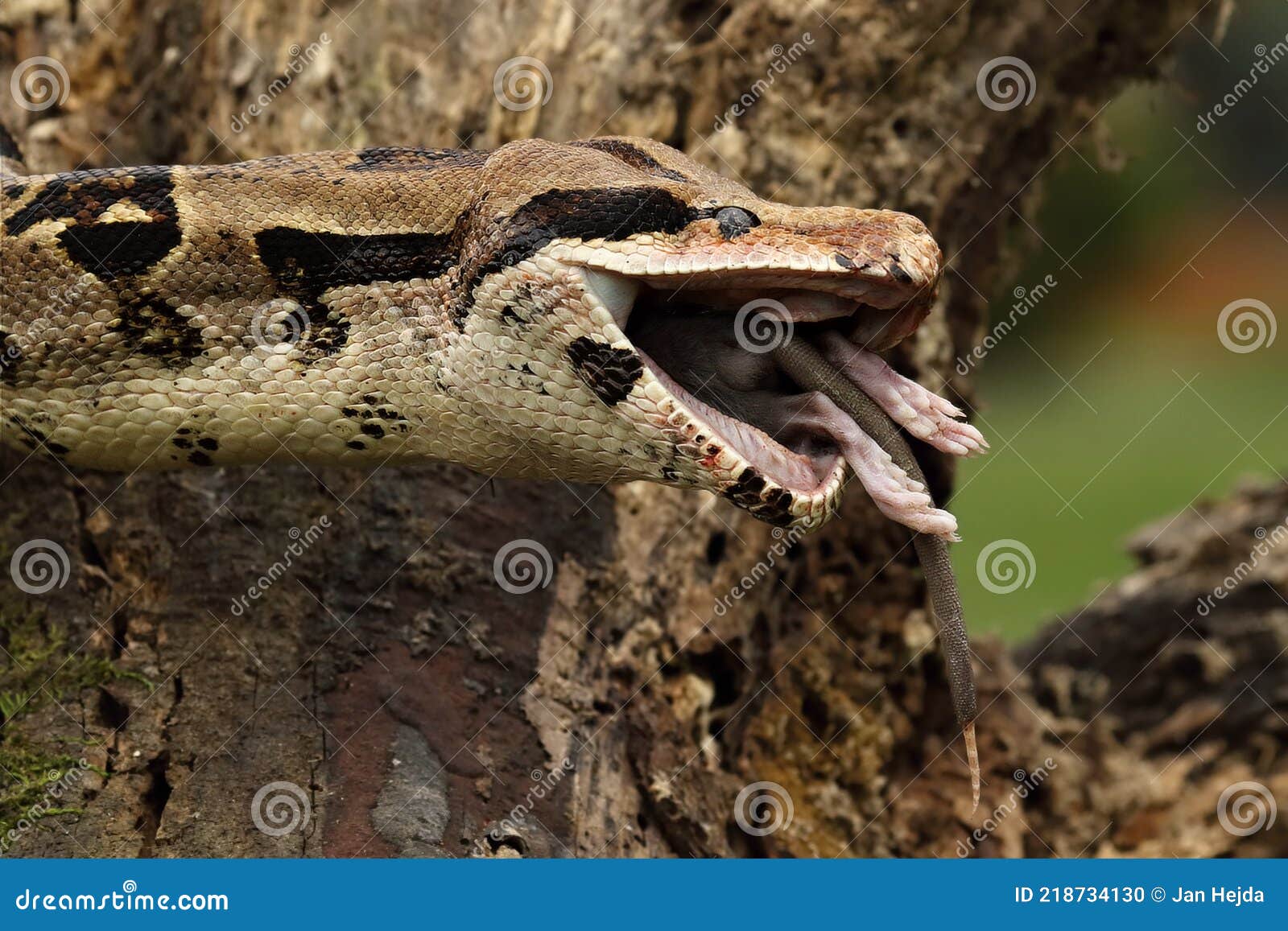 The Boa Constrictor Boa Constrictor, Also Called the Red-tailed Boa or ...