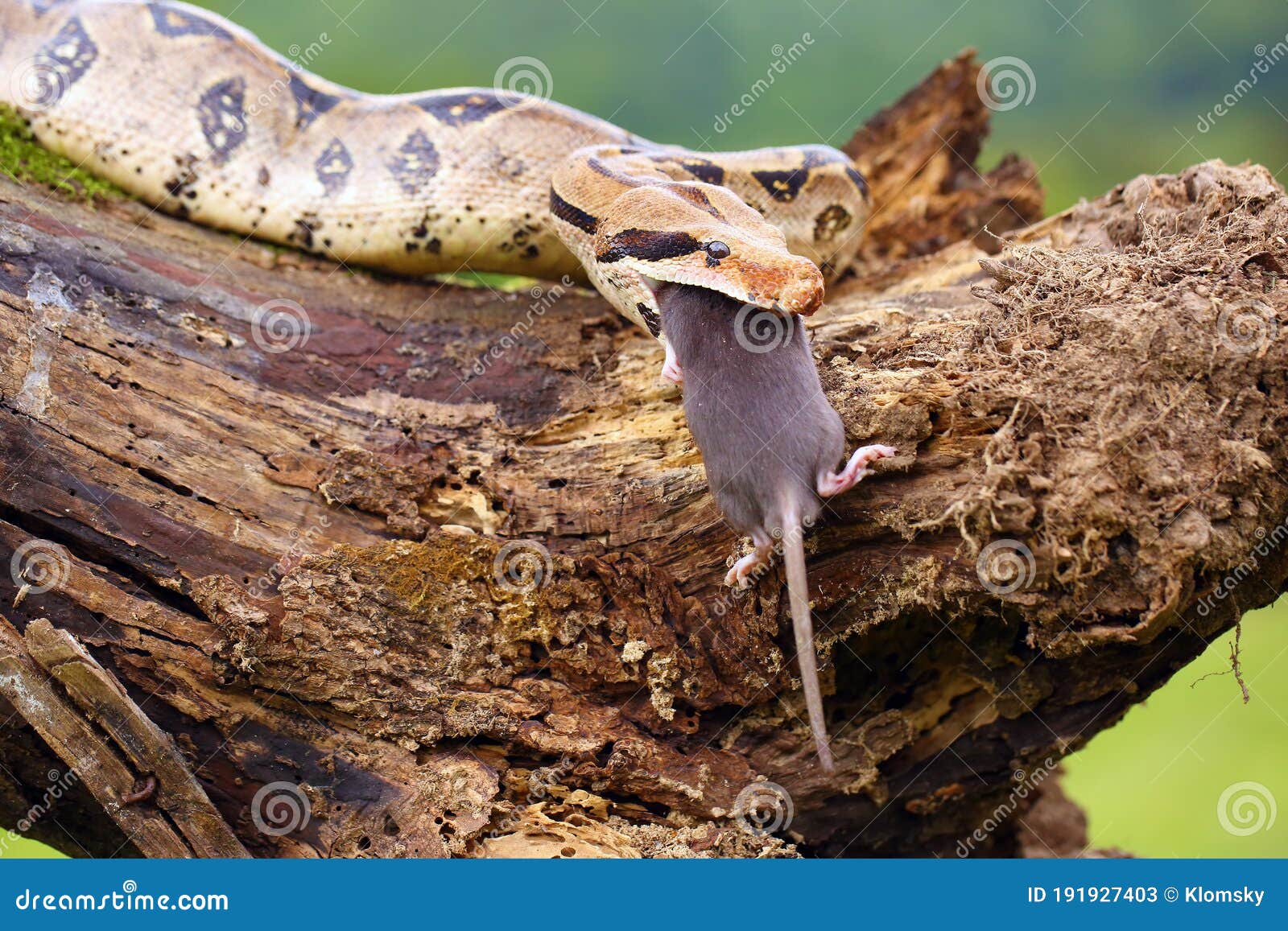 The Boa Constrictor Boa Constrictor, Also Called the Red-tailed or the ...