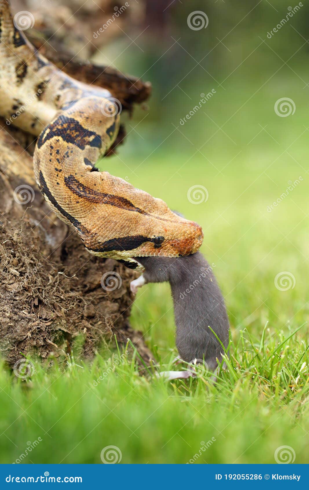 The Boa Constrictor Boa Constrictor, Also Called the Red-tailed or the ...
