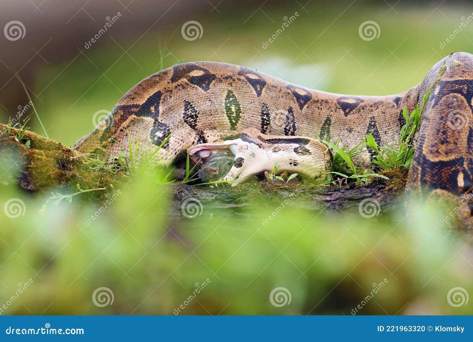 The Boa Constrictor Boa Constrictor, Also Called the Red-tailed or the ...