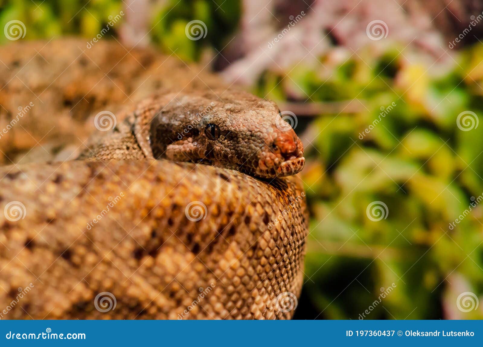 The Boa Constrictor (Boa Constrictor), Also Called the Red-tailed Boa ...