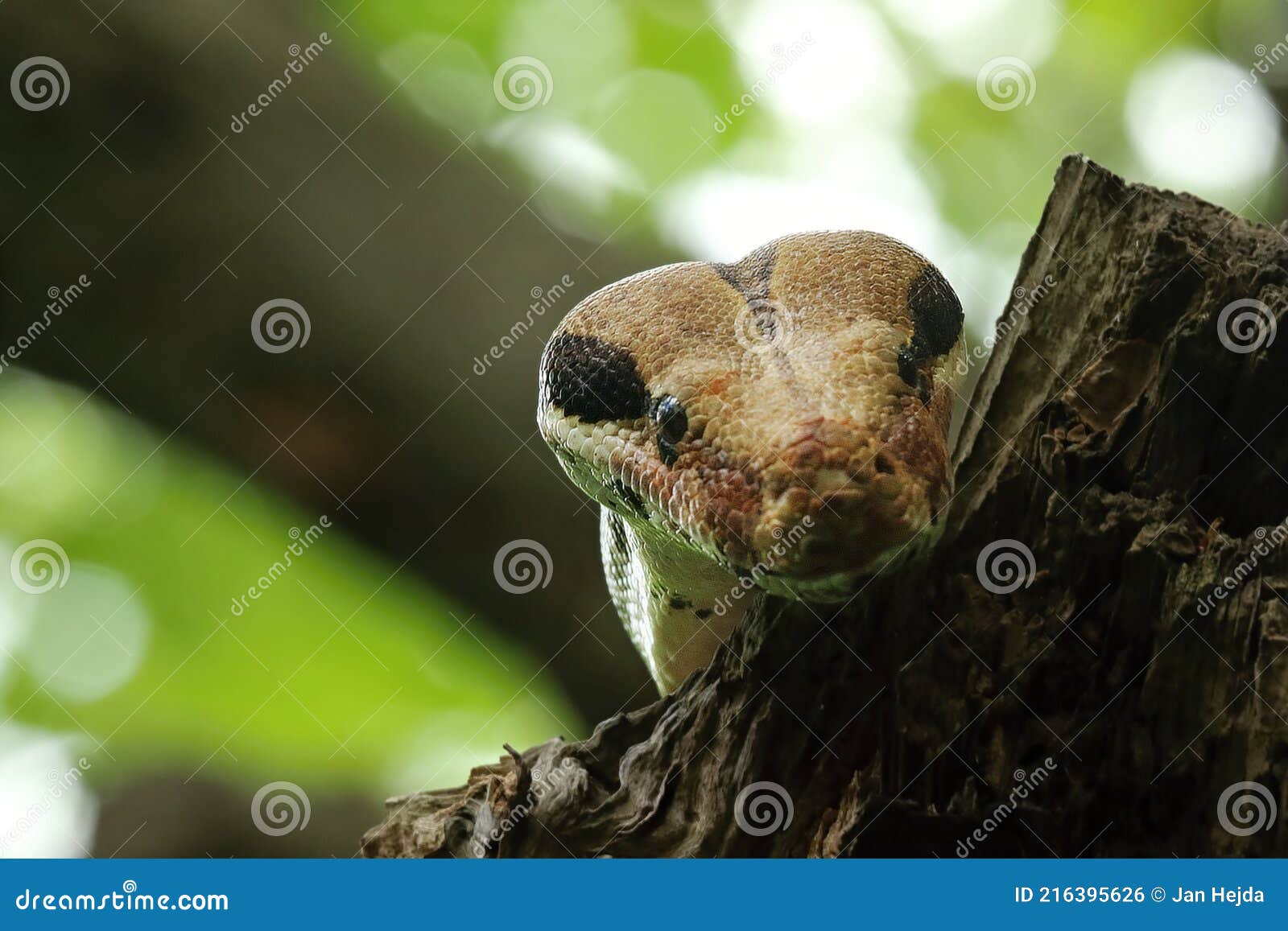 The Boa Constrictor Boa Constrictor, Also Called the Red-tailed Boa or ...