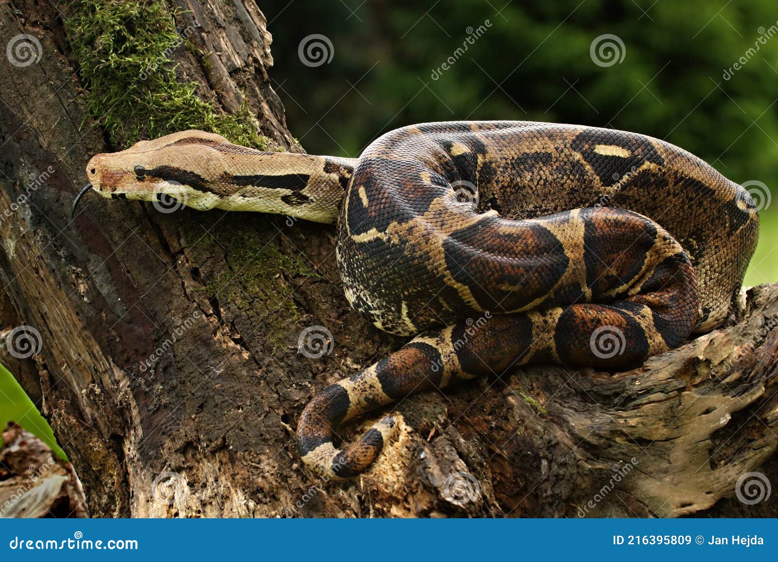 The Boa Constrictor Boa Constrictor, Also Called the Red-tailed Boa or ...