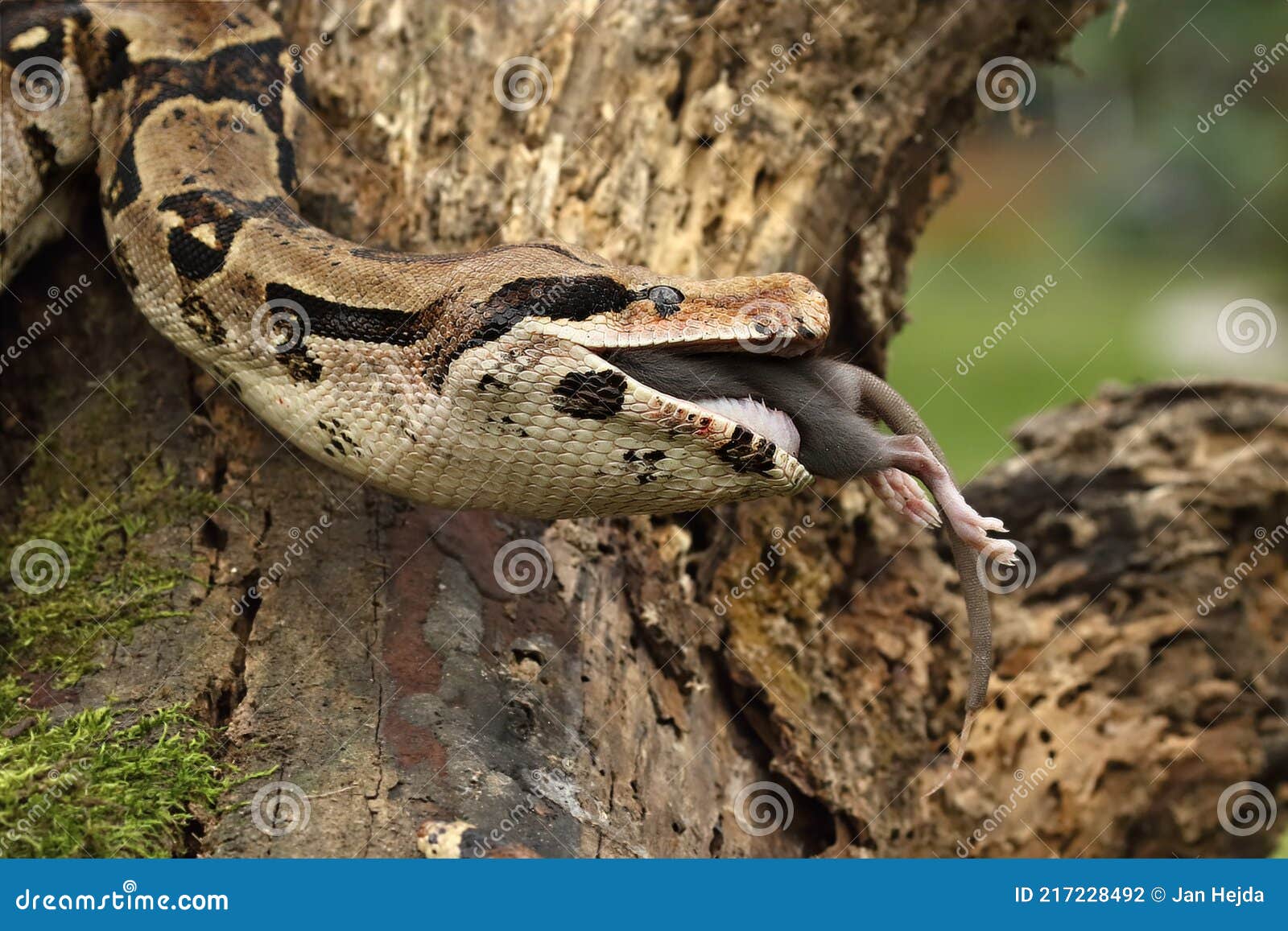 The Boa Constrictor Boa Constrictor, Also Called the Red-tailed Boa or ...
