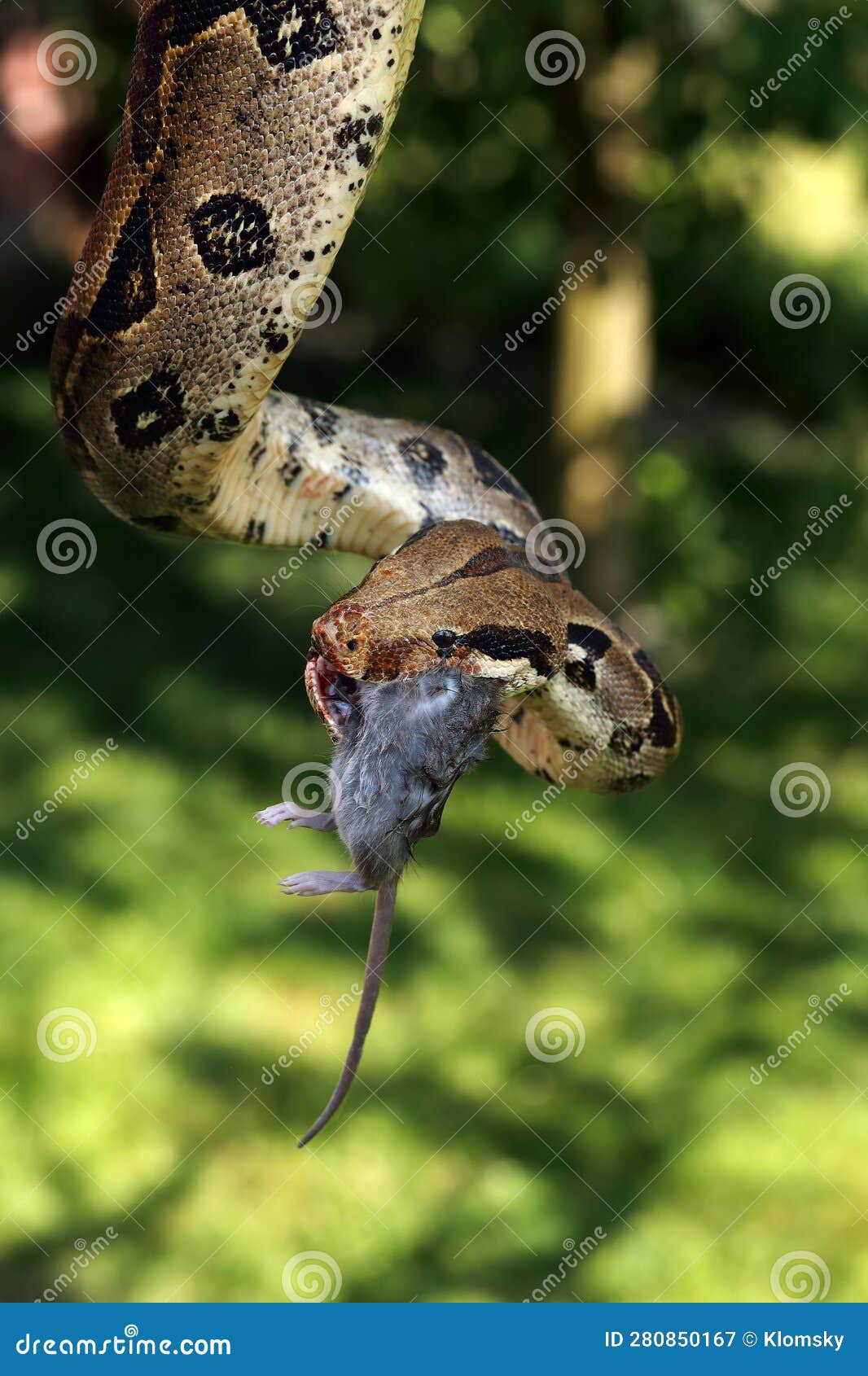 The Boa Constrictor (Boa Constrictor), Also Called the Red-tailed or ...