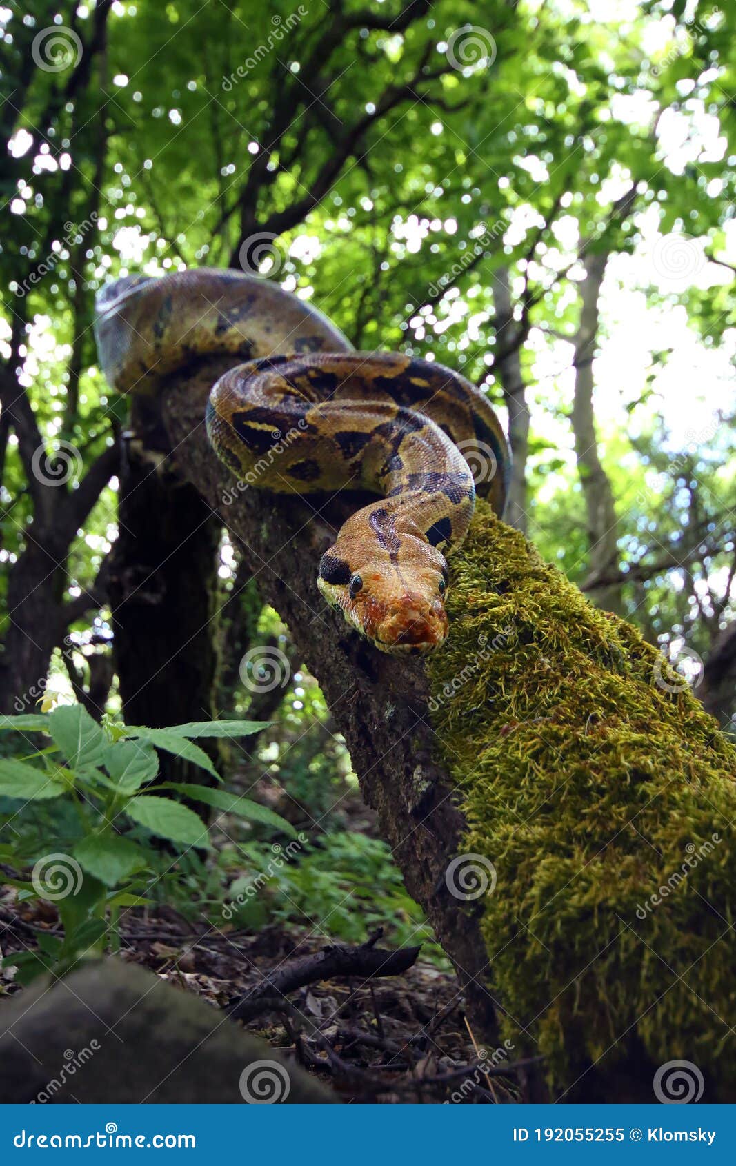 The Boa Constrictor Boa Constrictor, Also Called the Red-tailed or the ...