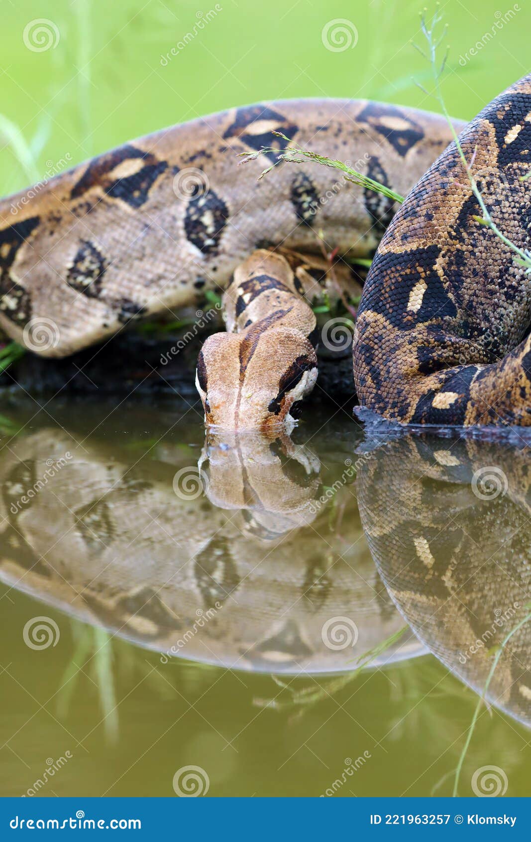 The Boa Constrictor Boa Constrictor, Also Called The Red-tailed Boa Or ...
