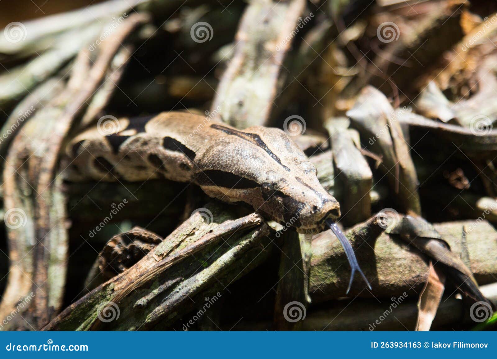 Boa constrictor stock image. Image of instinct, captivity - 263934163