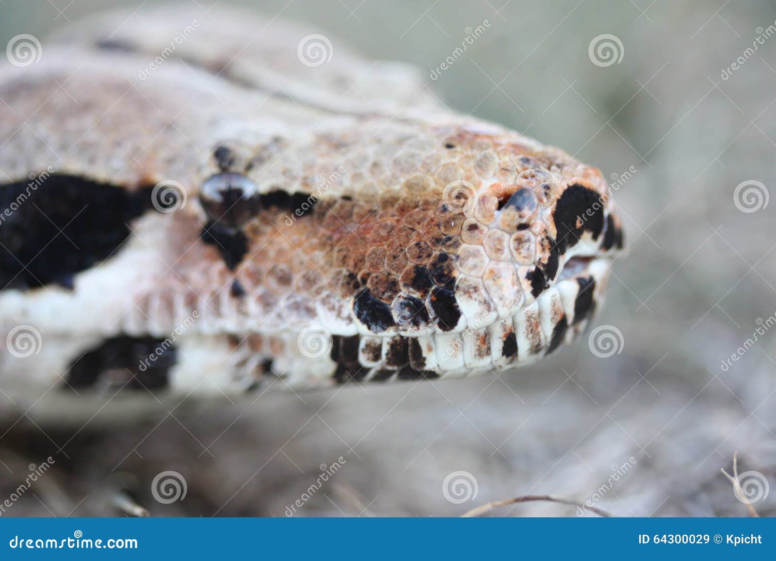 Boa Constrictor stock image. Image of elegant, constrictor - 64300029