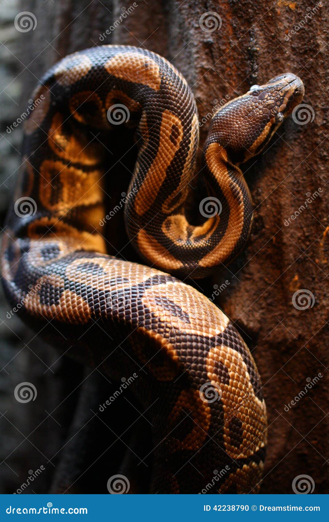 Boa Constrictor stock photo. Image of tropical, snake - 42238790