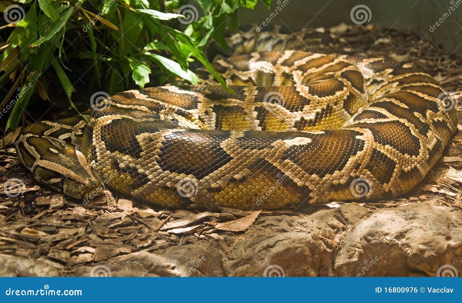 Boa Constrictor Coiled in Terrarium Stock Photo - Image of constrictor ...