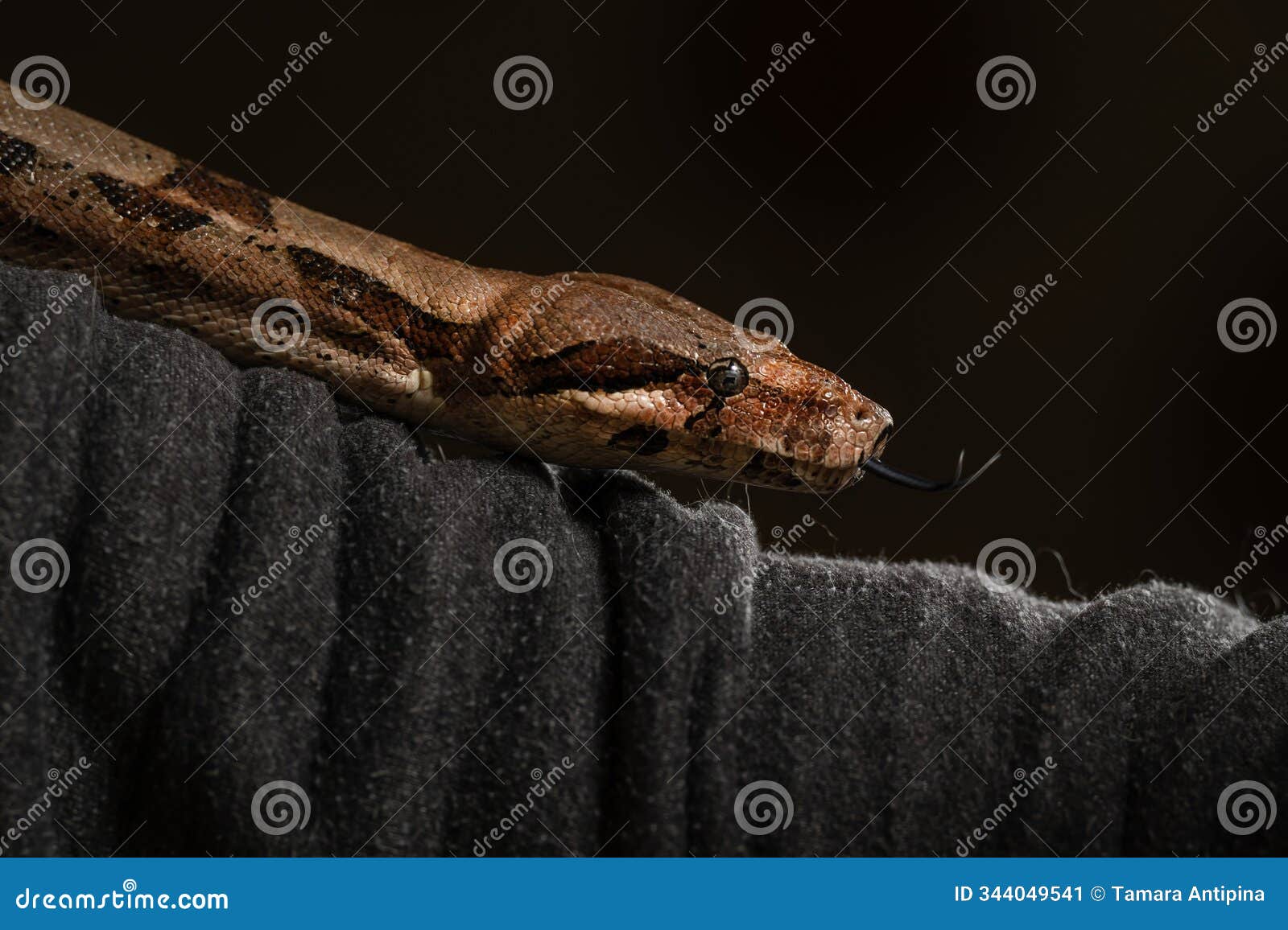 Boa Constrictor Flicking Tongue on Human Arm Stock Image - Image of trust, head: 344049541