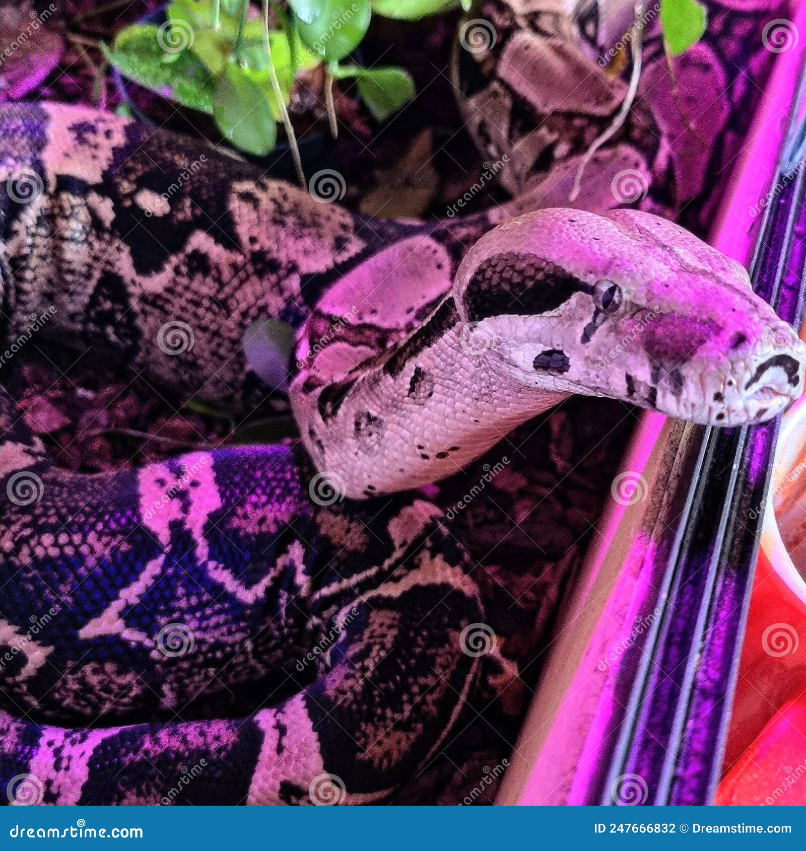 Boa Constrictor after Fresh Shed Stock Photo - Image of constrictor ...