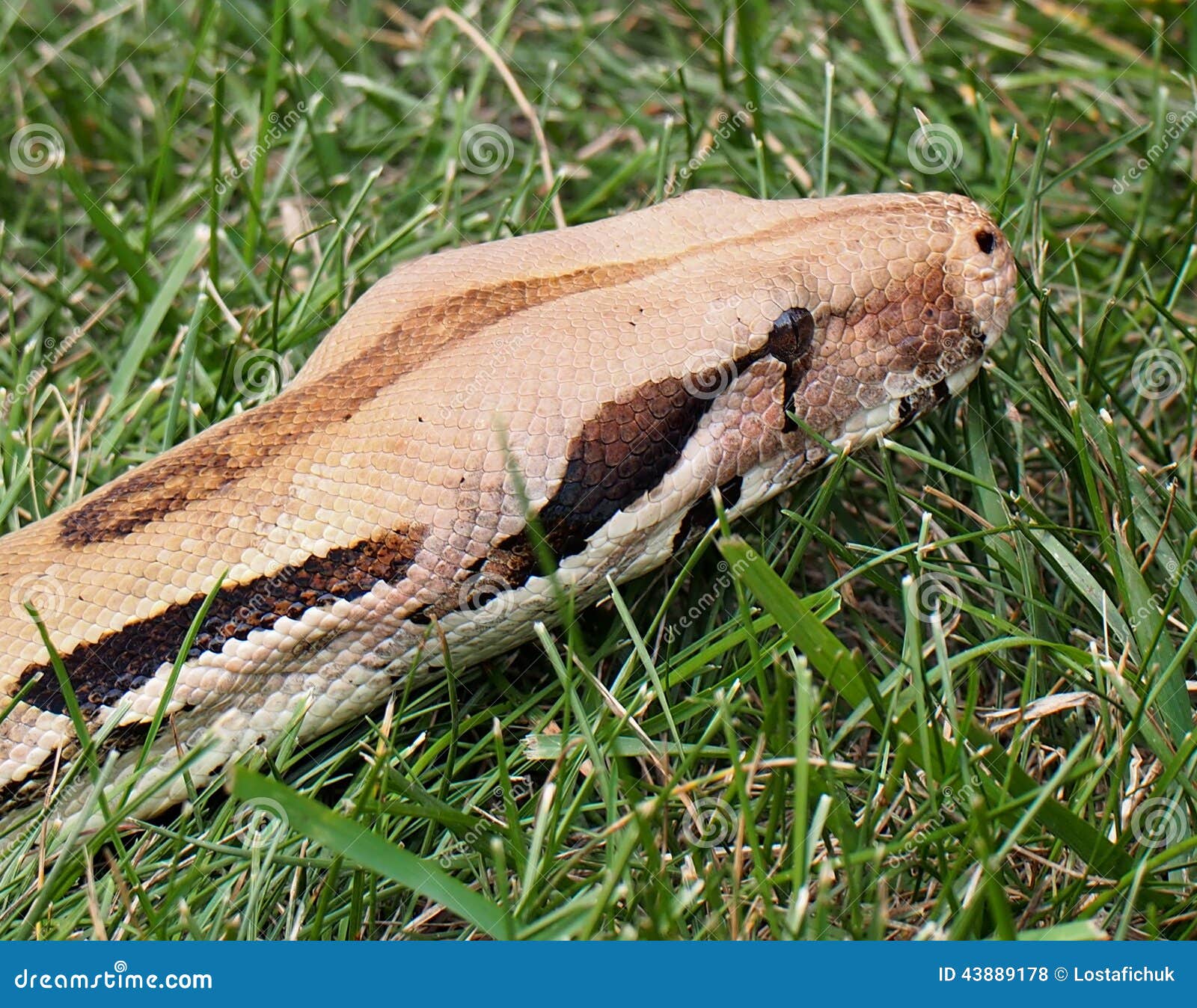 Boa Constrictor on Grass stock photo. Image of snake - 43889178