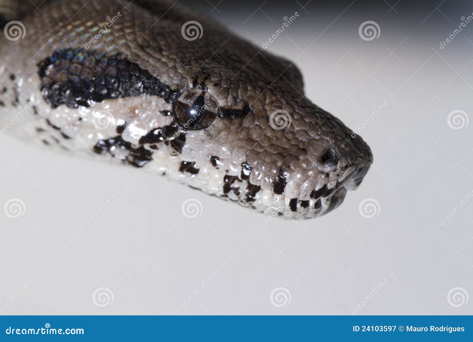 Boa Constrictor Head Picture. Image: 24103597