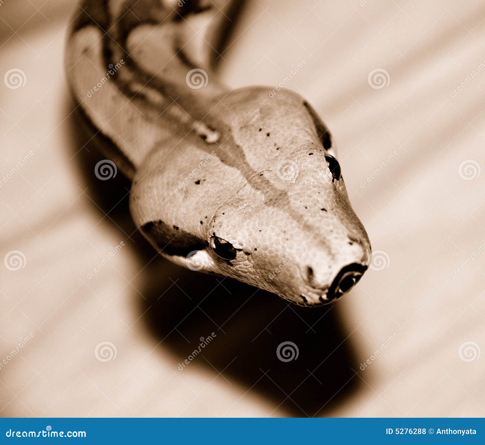 Boa Constrictor Head Picture. Image: 5276288
