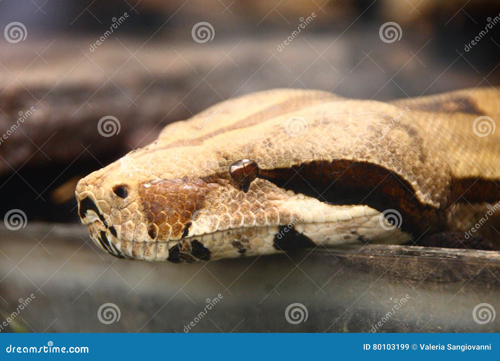 Boa Constrictor stock image. Image of isolate, pets, constrictor - 80103199