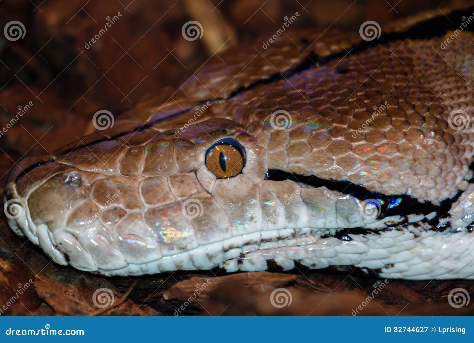 Boa Constrictor stock image. Image of person, scales - 82744627