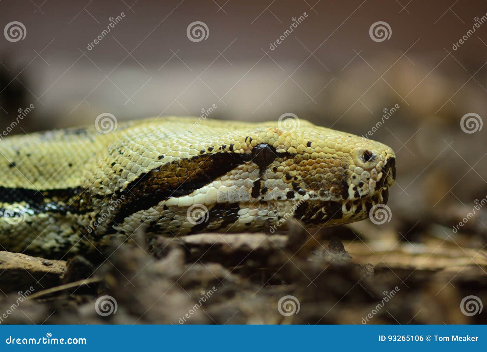 Boa constrictor stock photo. Image of nature, snake, wild - 93265106