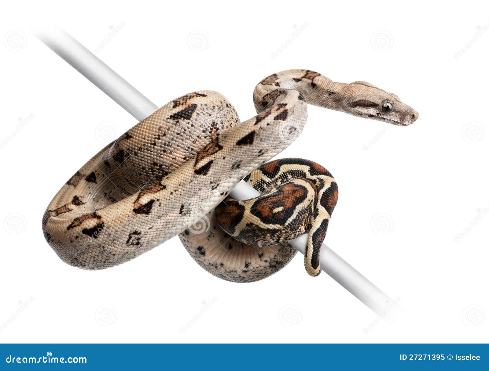 Boa constrictor imperator stock image. Image of horizontal - 27271395