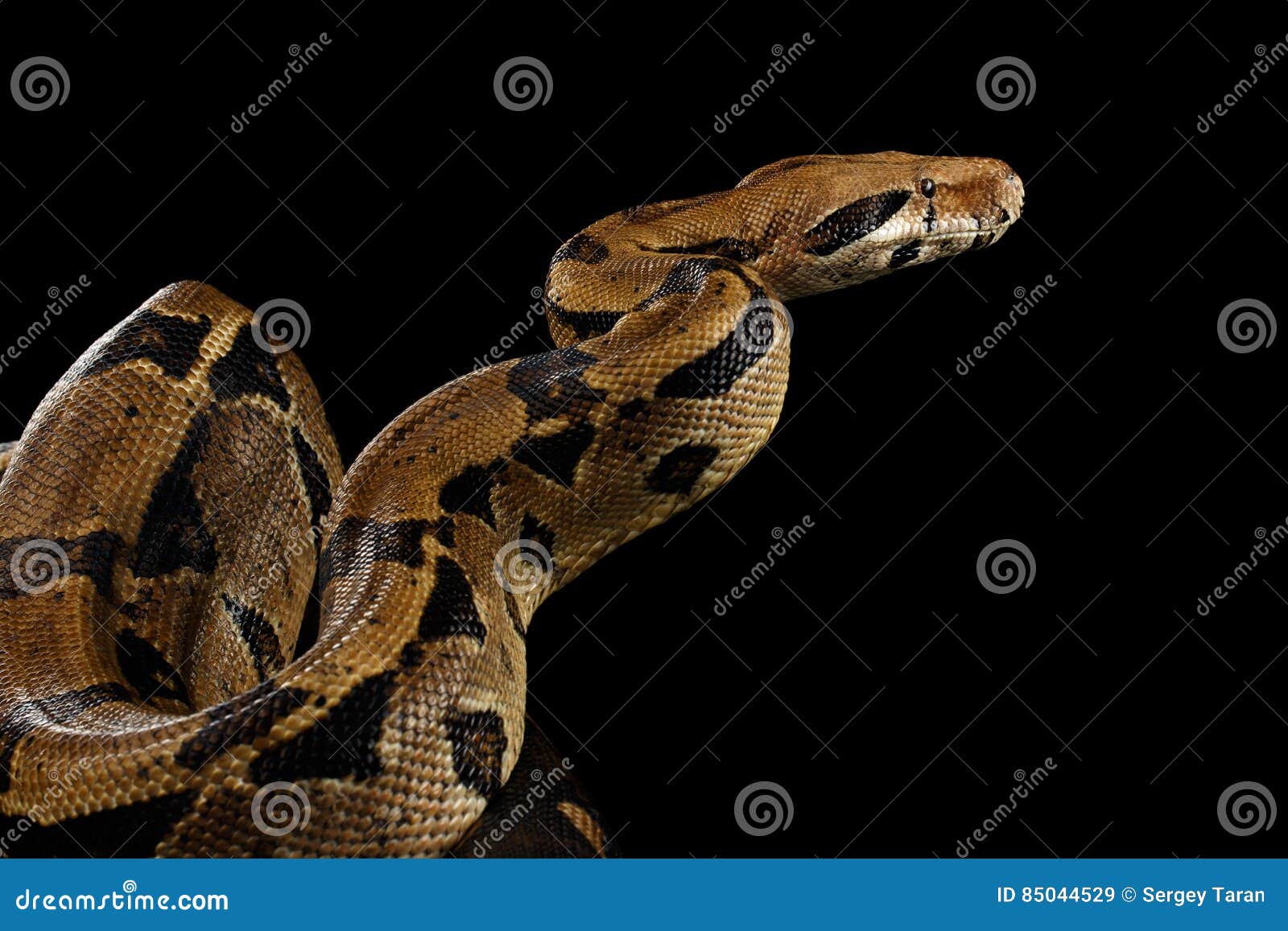 Boa Constrictor Attack