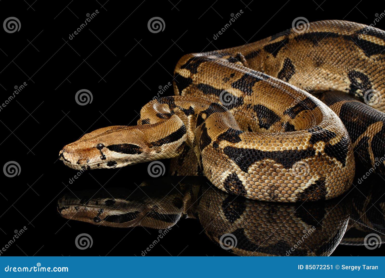 431 Imperator Snake Stock Photos - Free & Royalty-Free Stock Photos ...