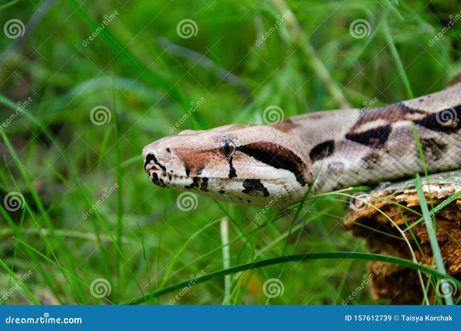 Boa Constrictor Imperator Normal is Creeping. the Snake is Coiling ...