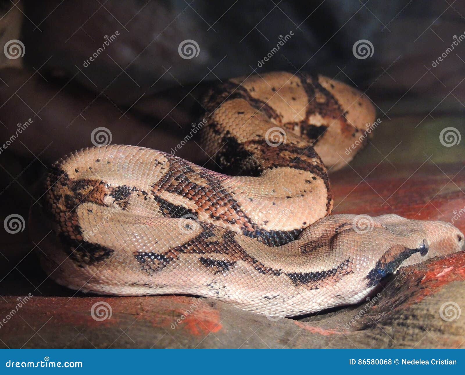 Boa Constrictor Imperator stock photo. Image of boas - 86580068